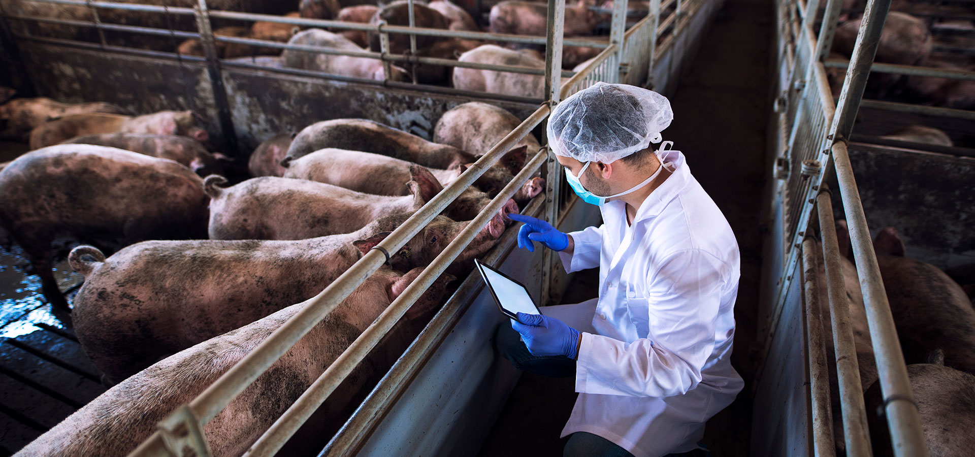 Porcicultura, una actividad que data de miles de años - ASPE