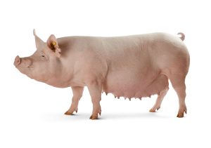 Raza Poland China - ASPE